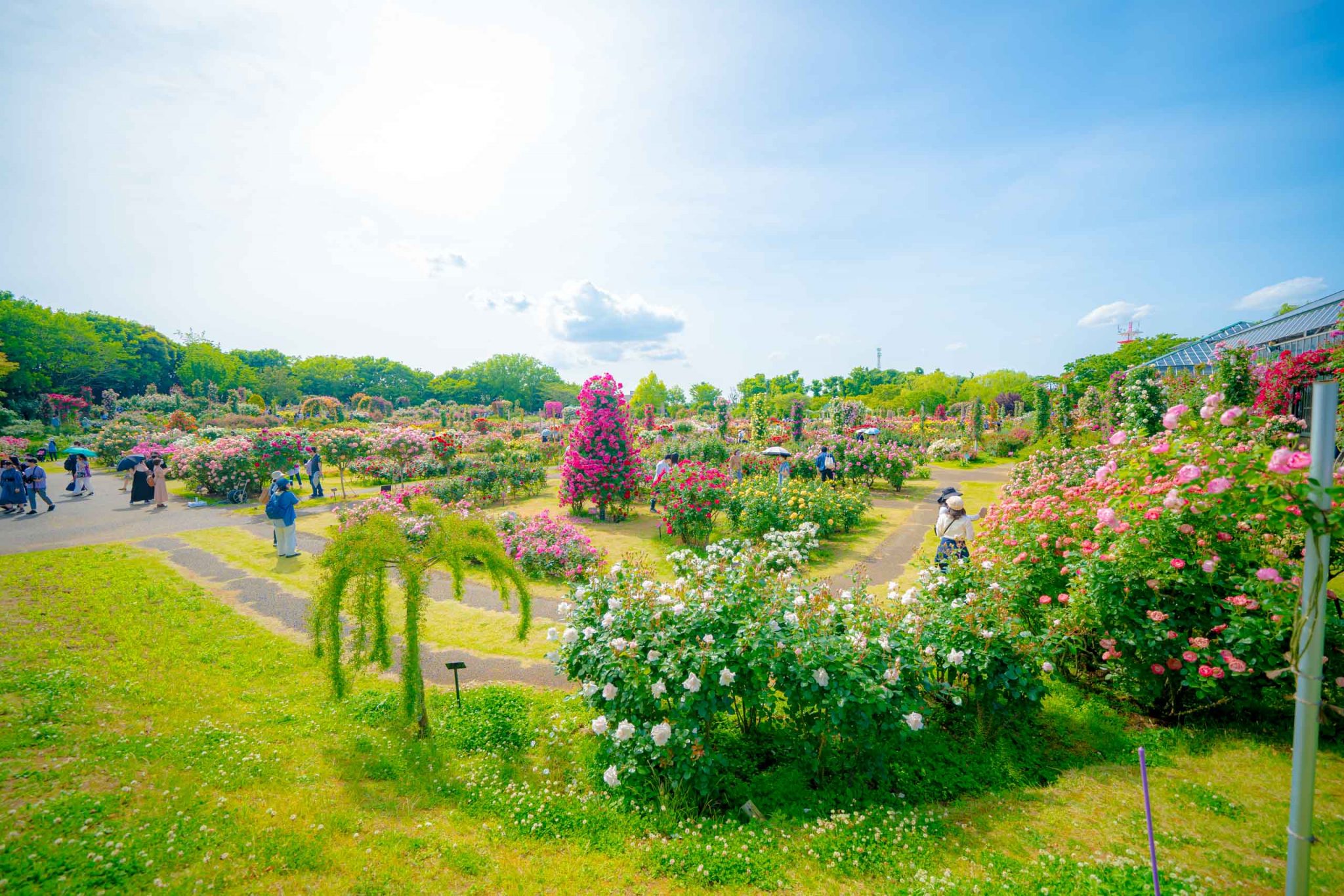 京成バラ園の見頃は5月・6月と10月・11月！他の季節も楽しめる理由 | レクリム