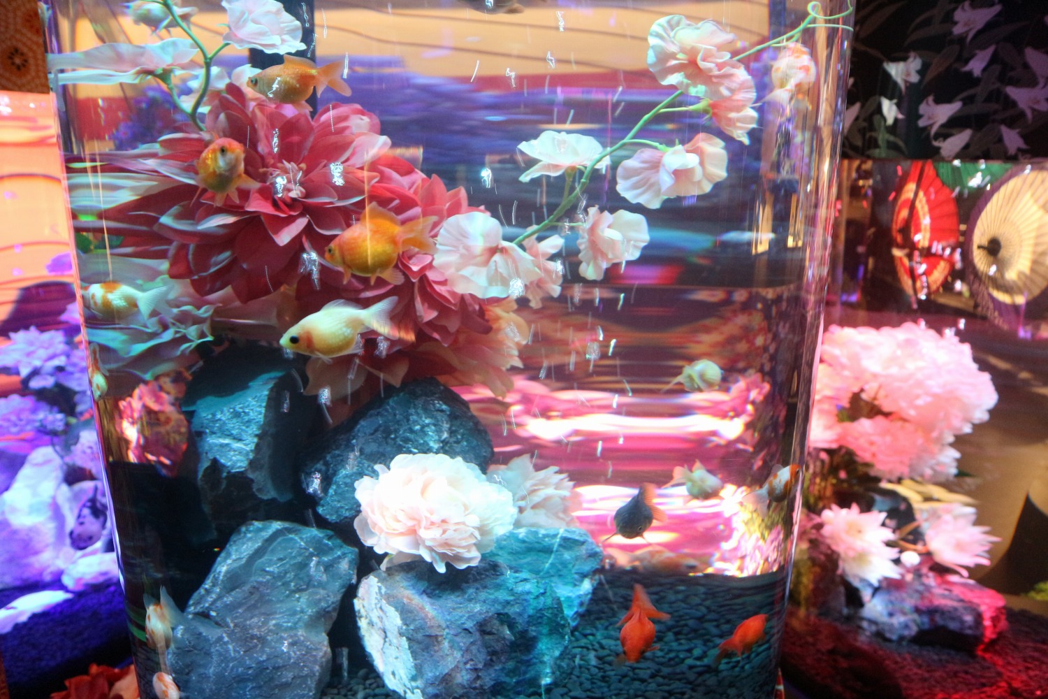 UWS AQUARIUM GA☆KYO【最新レポート|】お台場の新感覚アクアリウム レクリム