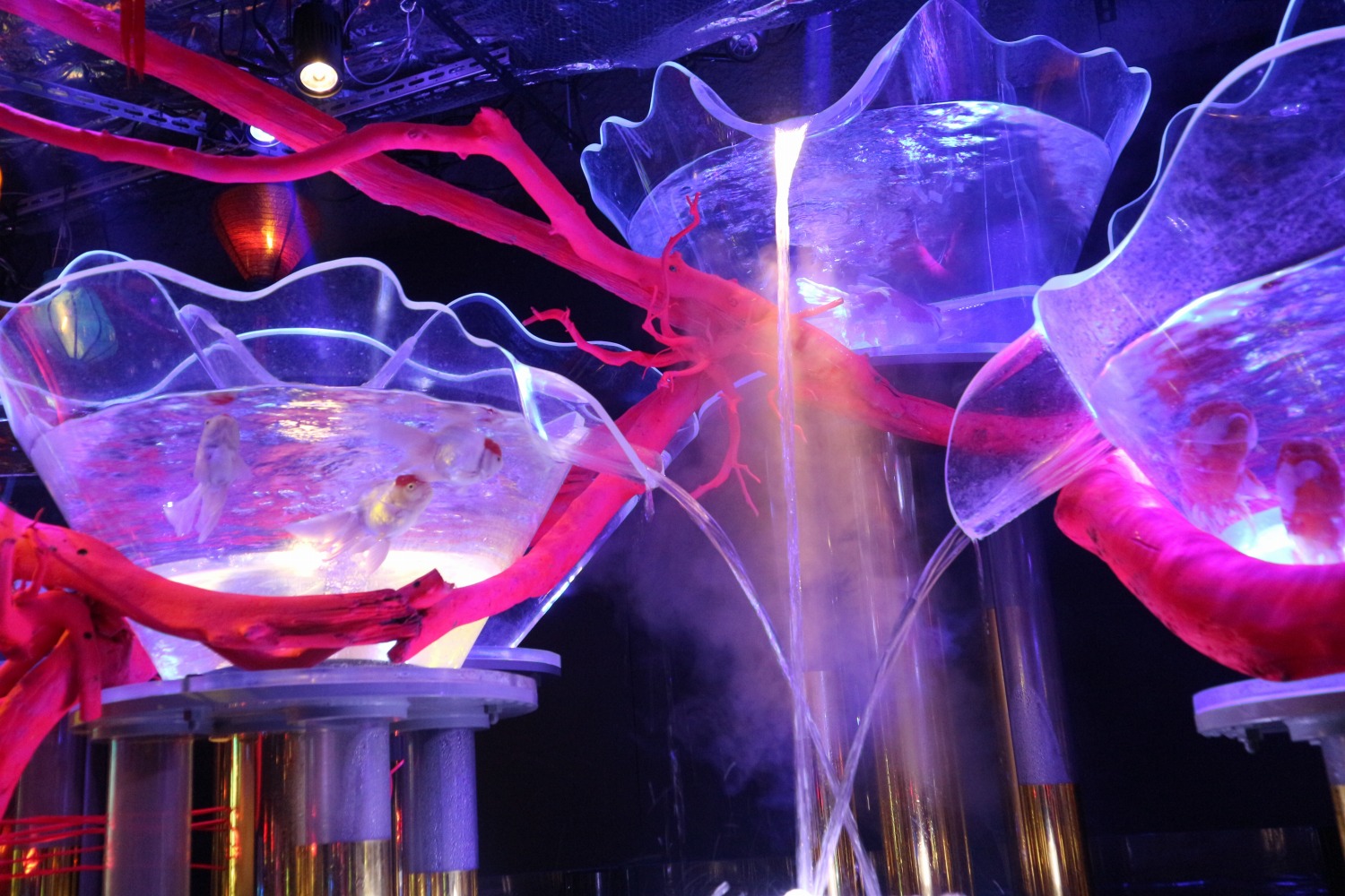 UWS AQUARIUM GA☆KYO【最新レポート|】お台場の新感覚アクアリウム レクリム