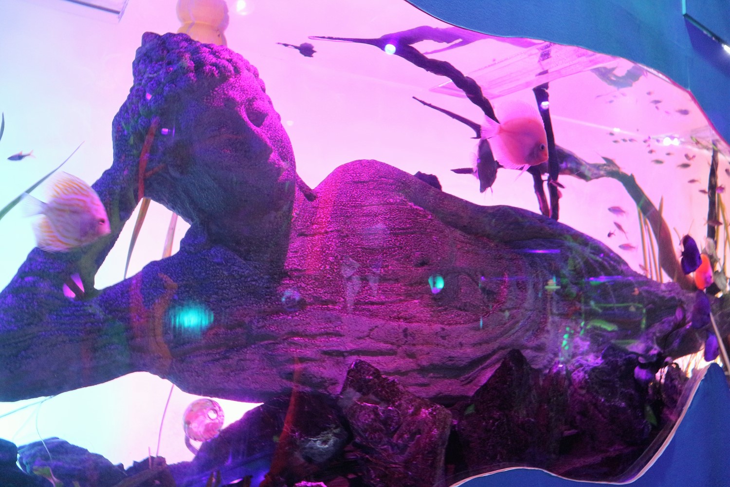 アクアリウム宇宙旅行「UNDER WATER SPACE」を取材| レクリム